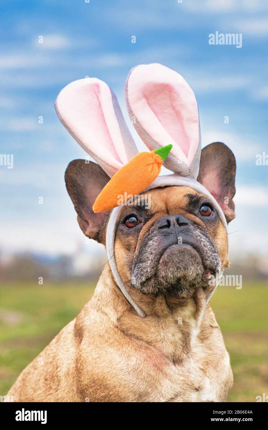 Easter bunny French Bulldog dog dressed up wearing a headband with big ...
