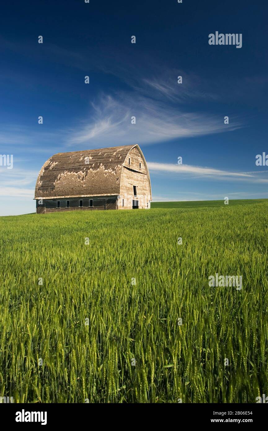 USA, WASHINGTON STATE, PALOUSE COUNTRY, OLD BARN IN WHEAT FIELD Stock ...