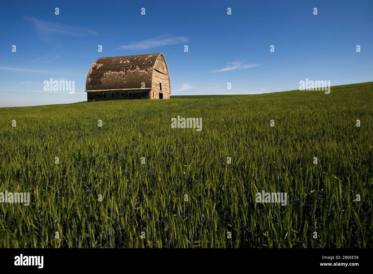 USA, WASHINGTON STATE, PALOUSE COUNTRY, OLD BARN IN WHEAT FIELD Stock ...