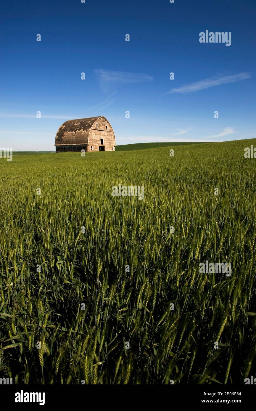 USA, WASHINGTON STATE, PALOUSE COUNTRY, OLD BARN IN WHEAT FIELD Stock ...