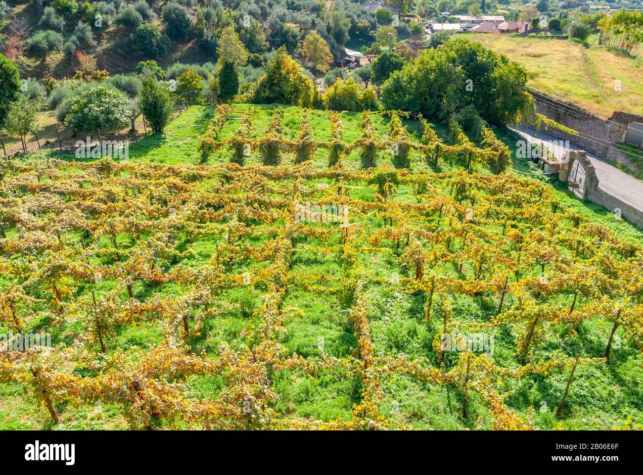 Italian vineyard in countryside of Tivoli, Lazio region, Italy Stock ...
