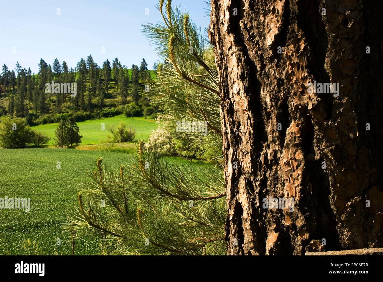 Washington pine trees hi-res stock photography and images - Alamy
