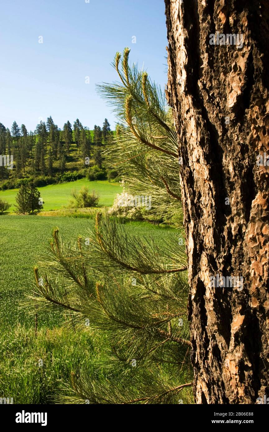 USA, WASHINGTON STATE, PALOUSE COUNTRY, PONDEROSA PINE TREE Stock Photo ...