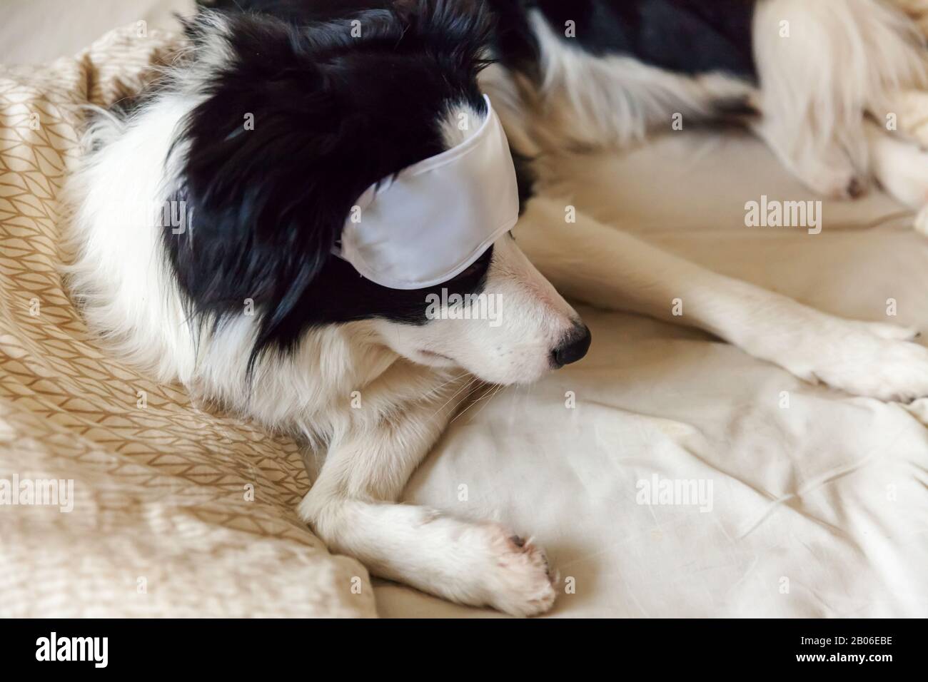 Border collie sleeping in bed hi-res stock photography and images - Alamy