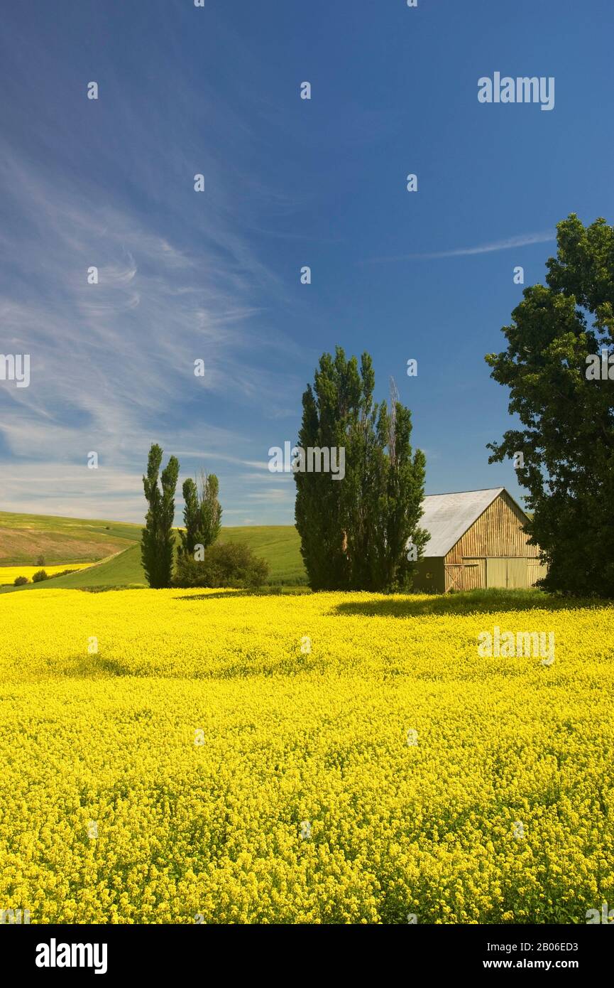 USA, WASHINGTON STATE, PALOUSE COUNTRY, CANOLA FIELD WITH BARN Stock ...
