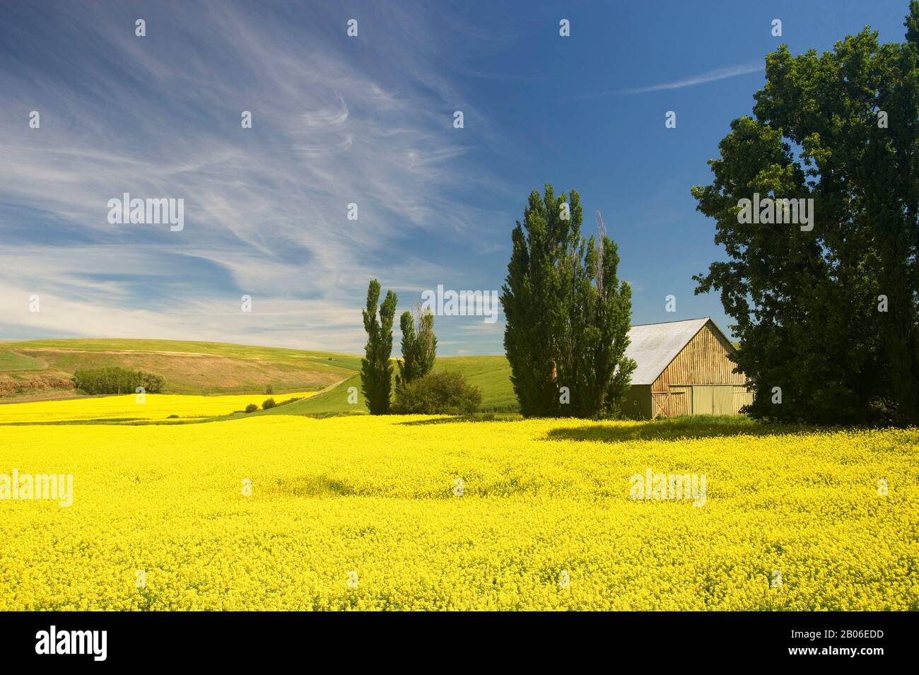 USA, WASHINGTON STATE, PALOUSE COUNTRY, CANOLA FIELD WITH BARN Stock ...