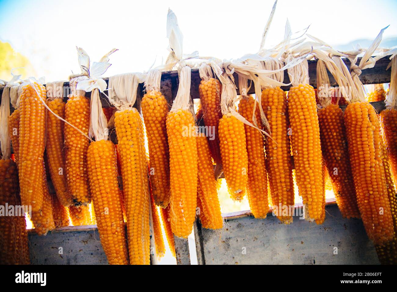 the fruits of corn are dried in the sun. Kidneys of corn after ...
