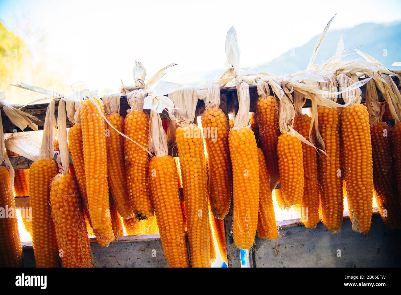 Sun dried maize hi-res stock photography and images - Alamy