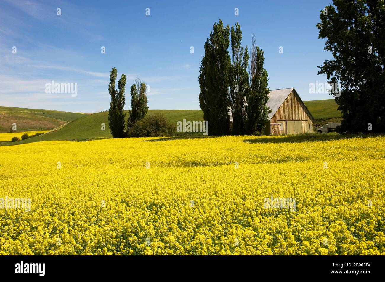 USA, WASHINGTON STATE, PALOUSE COUNTRY, CANOLA FIELD WITH BARN Stock ...