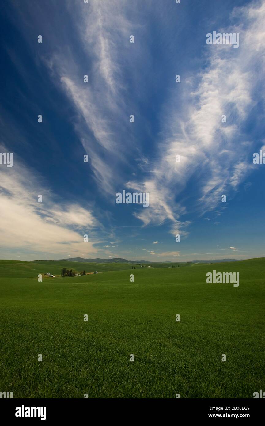 USA, WASHINGTON STATE, PALOUSE COUNTRY, NEAR PULLMAN, FIELDS Stock ...