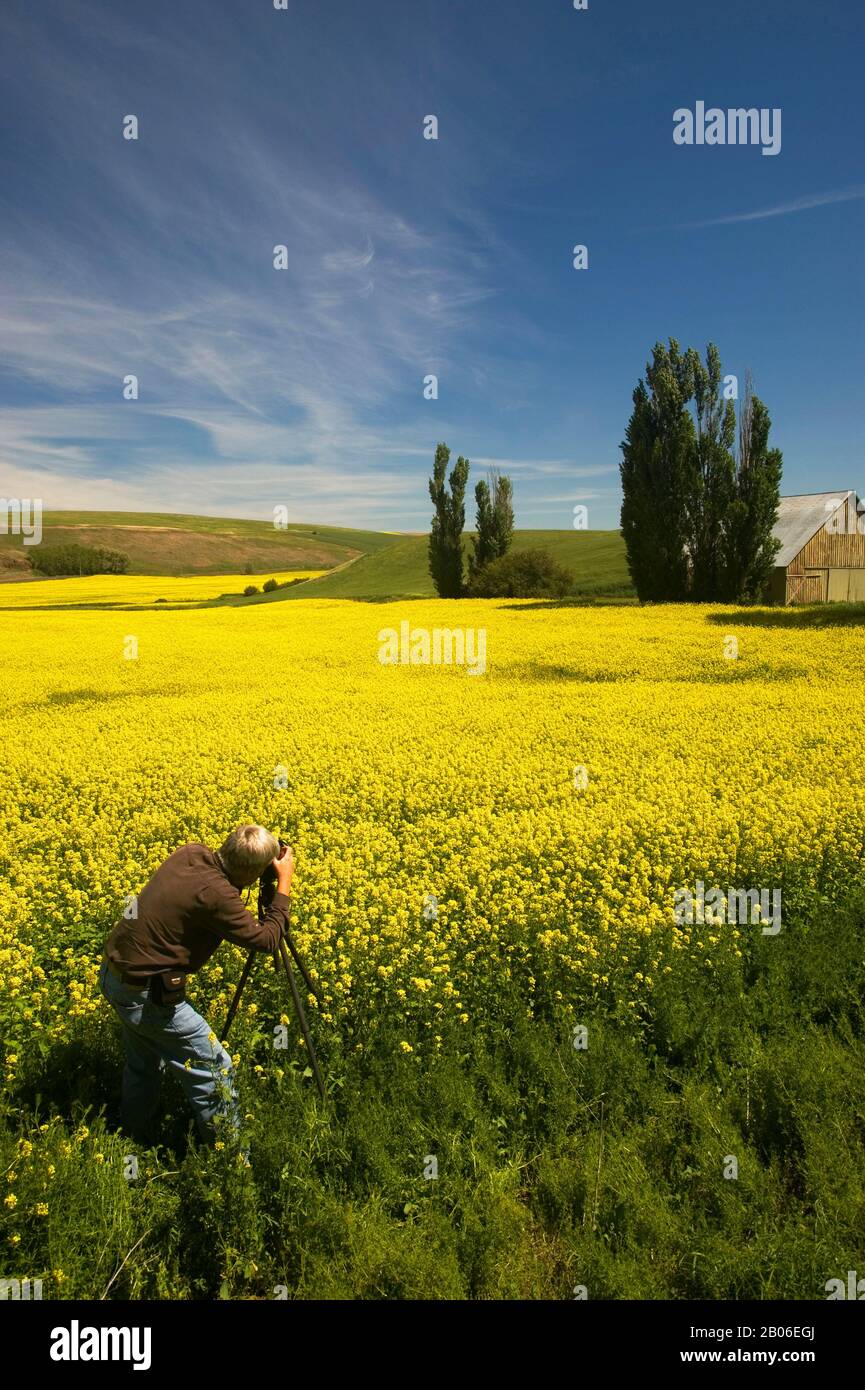 USA, WASHINGTON STATE, PALOUSE COUNTRY, CANOLA FIELD, PHOTOGRAPHER ...