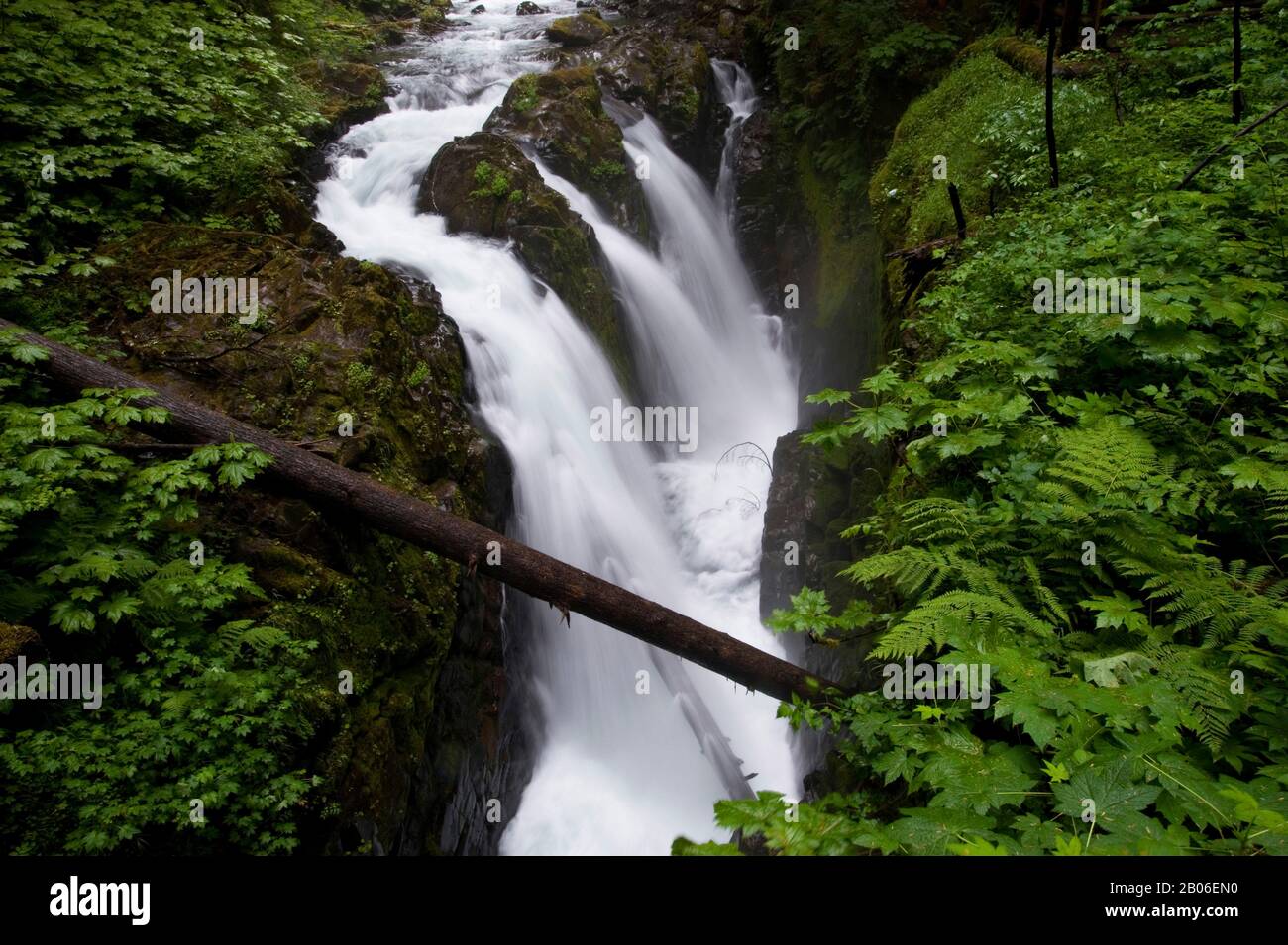 USA, WASHINGTON STATE, OLYMPIC PENINSULA, OLYMPIC NATIONAL PARK, SOL ...
