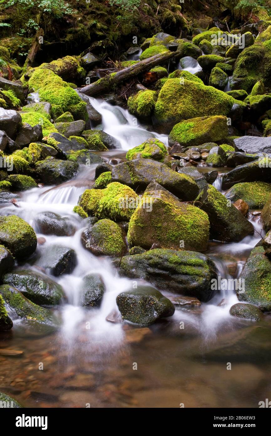 USA, WASHINGTON STATE, OLYMPIC PENINSULA, OLYMPIC NATIONAL PARK, SOL ...
