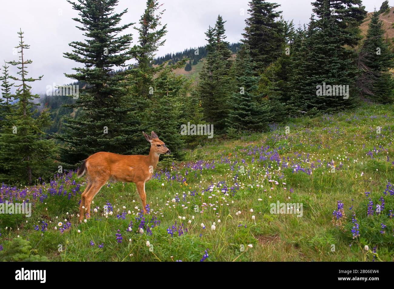 USA, WASHINGTON STATE, OLYMPIC PENINSULA, OLYMPIC NATIONAL PARK ...