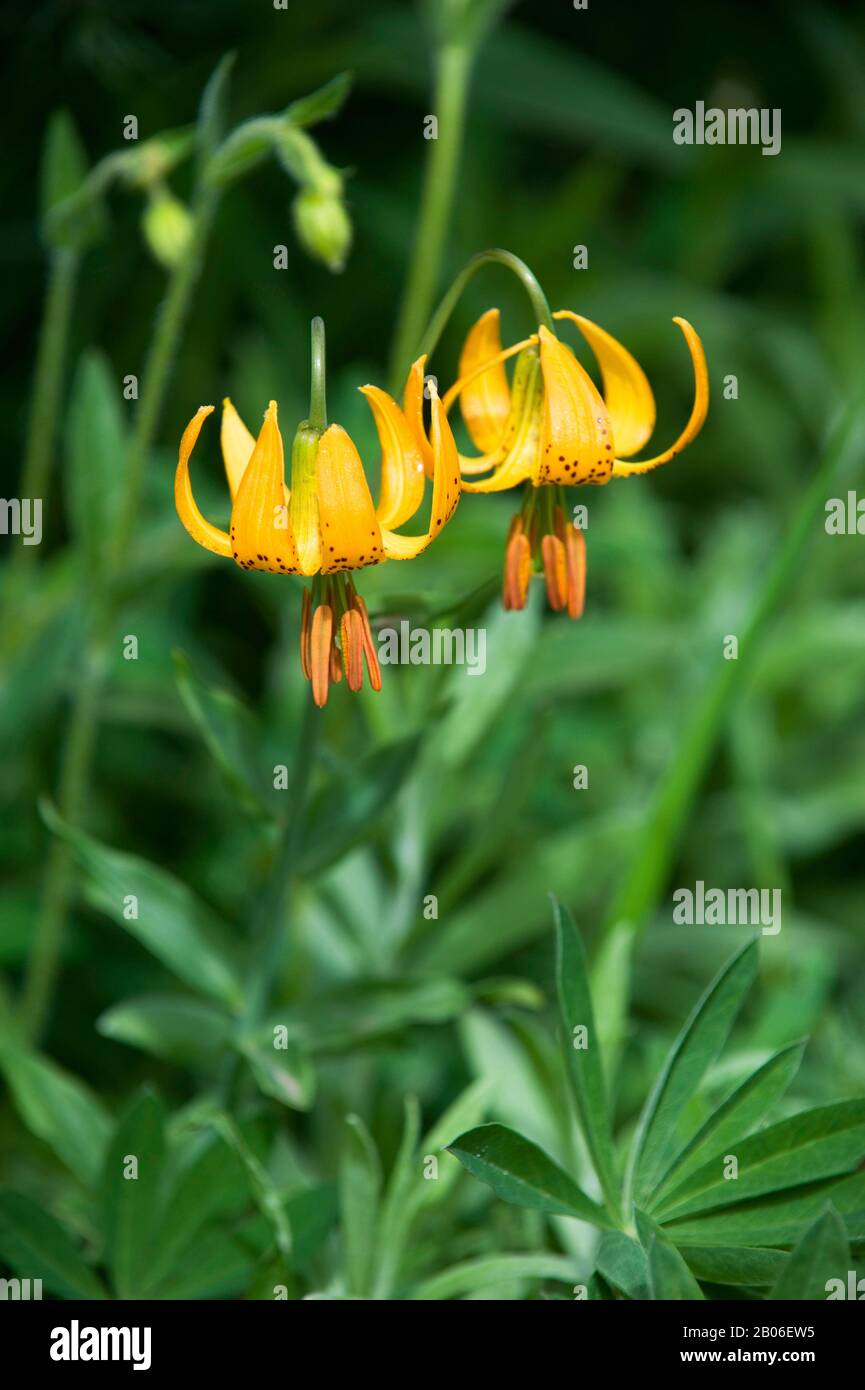 Hurricane Lily High Resolution Stock Photography and Images - Alamy