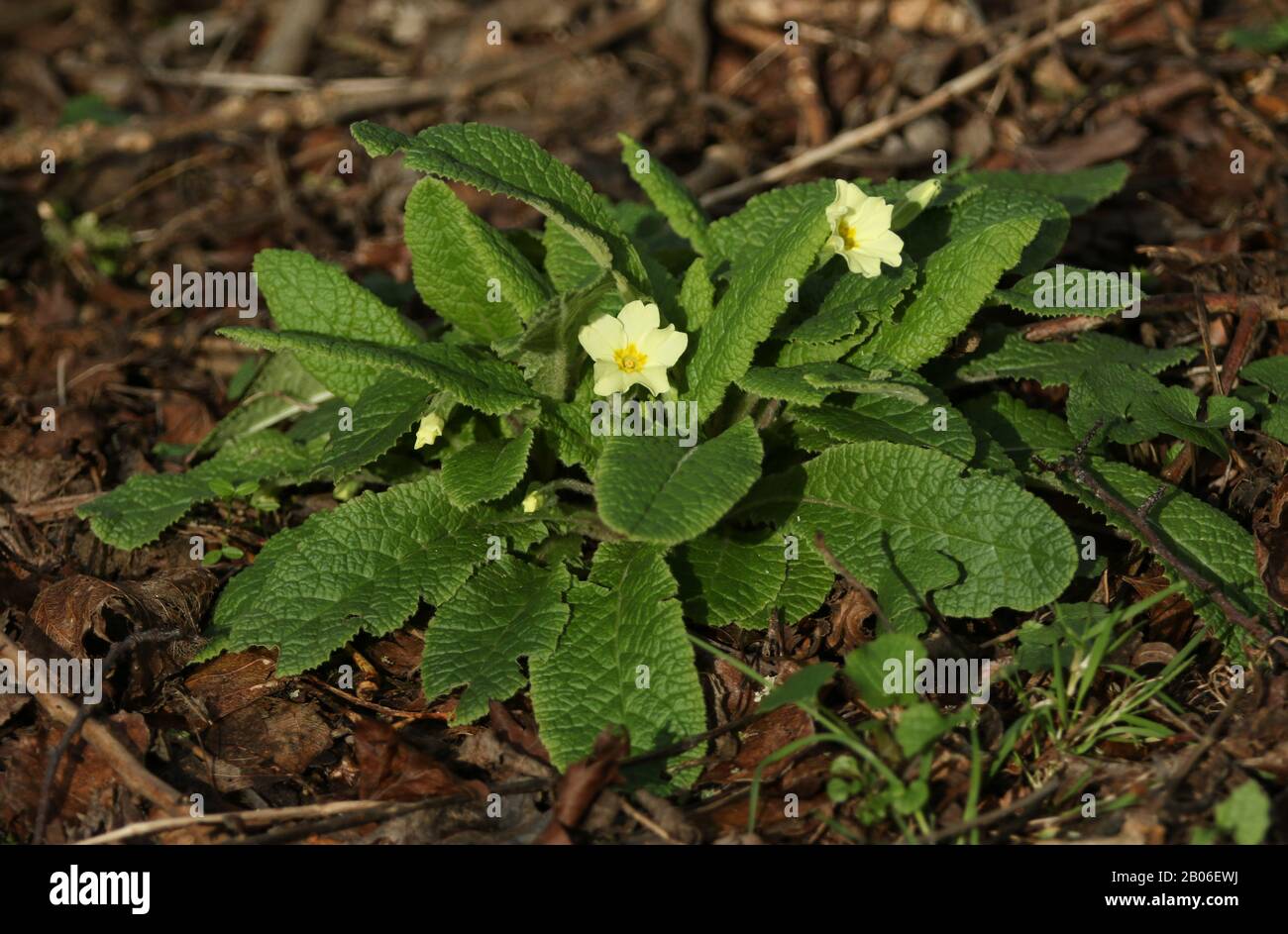 Wild primrose hi-res stock photography and images - Alamy