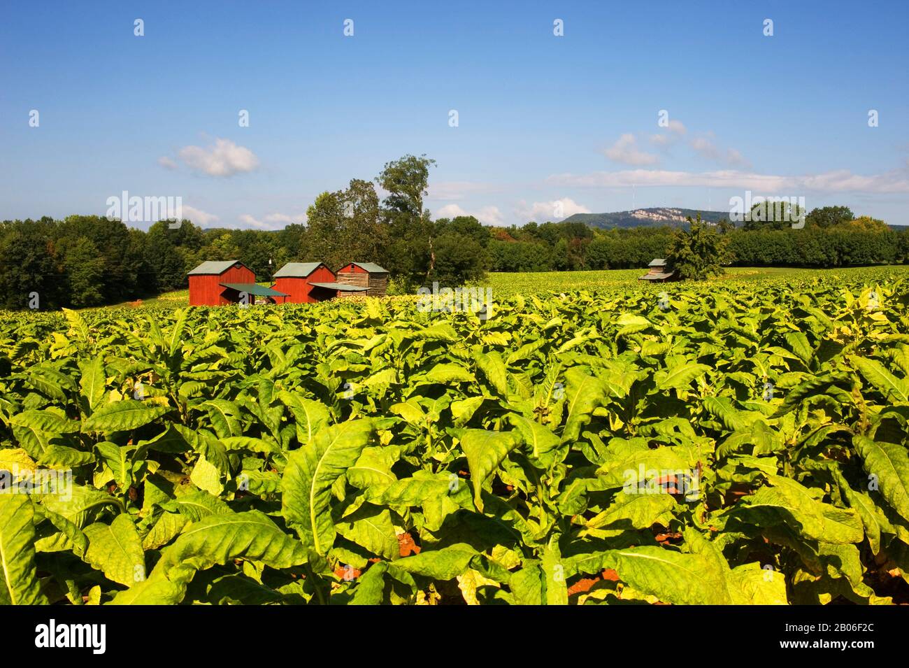 Colonial Tobacco Farmer