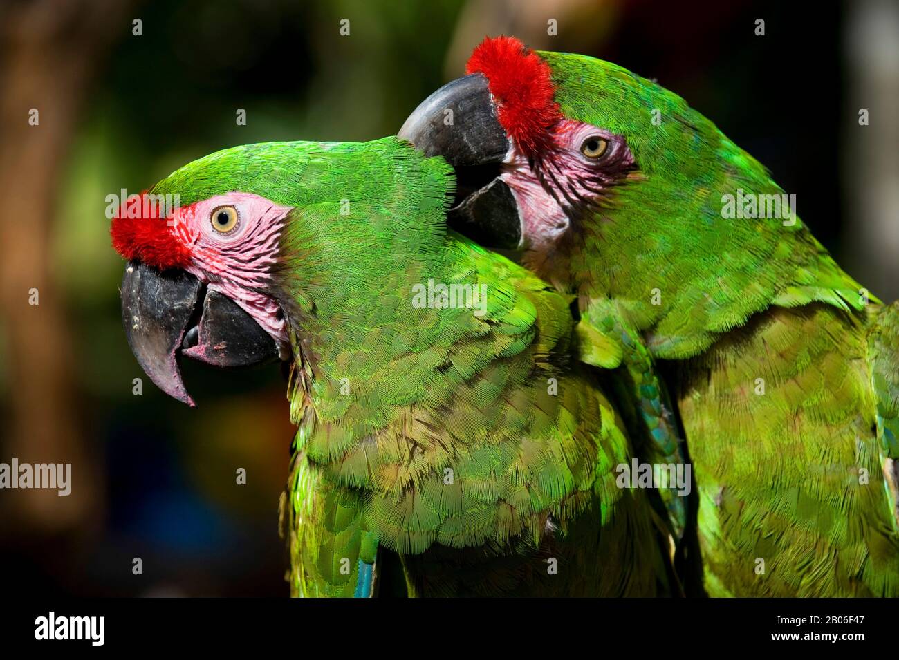 MEXICO, NEAR CANCUN, XCARET ECO THEME PARK, MILITARY MACAWS, PREENING ...