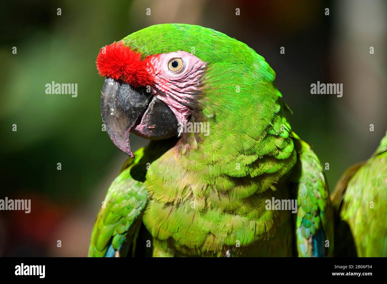 MEXICO, NEAR CANCUN, XCARET ECO THEME PARK, MILITARY MACAW, CLOSE-UP ...