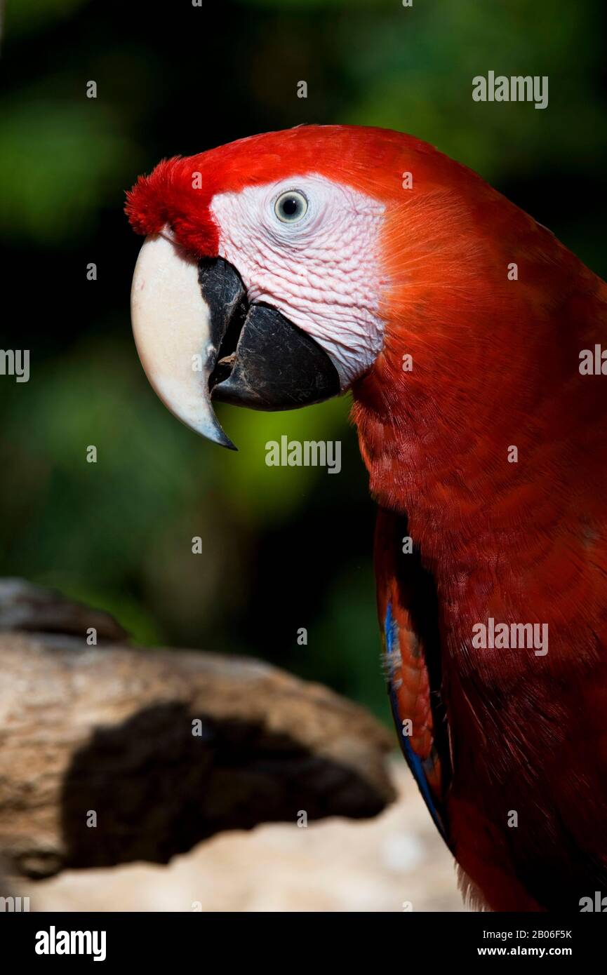 MEXICO, NEAR CANCUN, XCARET ECO THEME PARK, SCARLET MACAW, CLOSE-UP ...