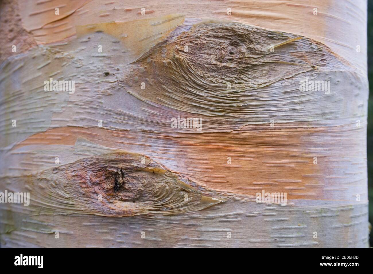 Chinese birch tree hi-res stock photography and images - Alamy