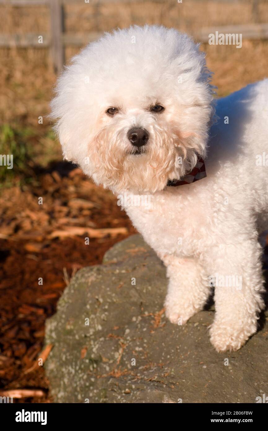 USA, WASHINGTON STATE, REDMOND, MARYMOOR PARK, KING COUNTY PARK, DOG ...