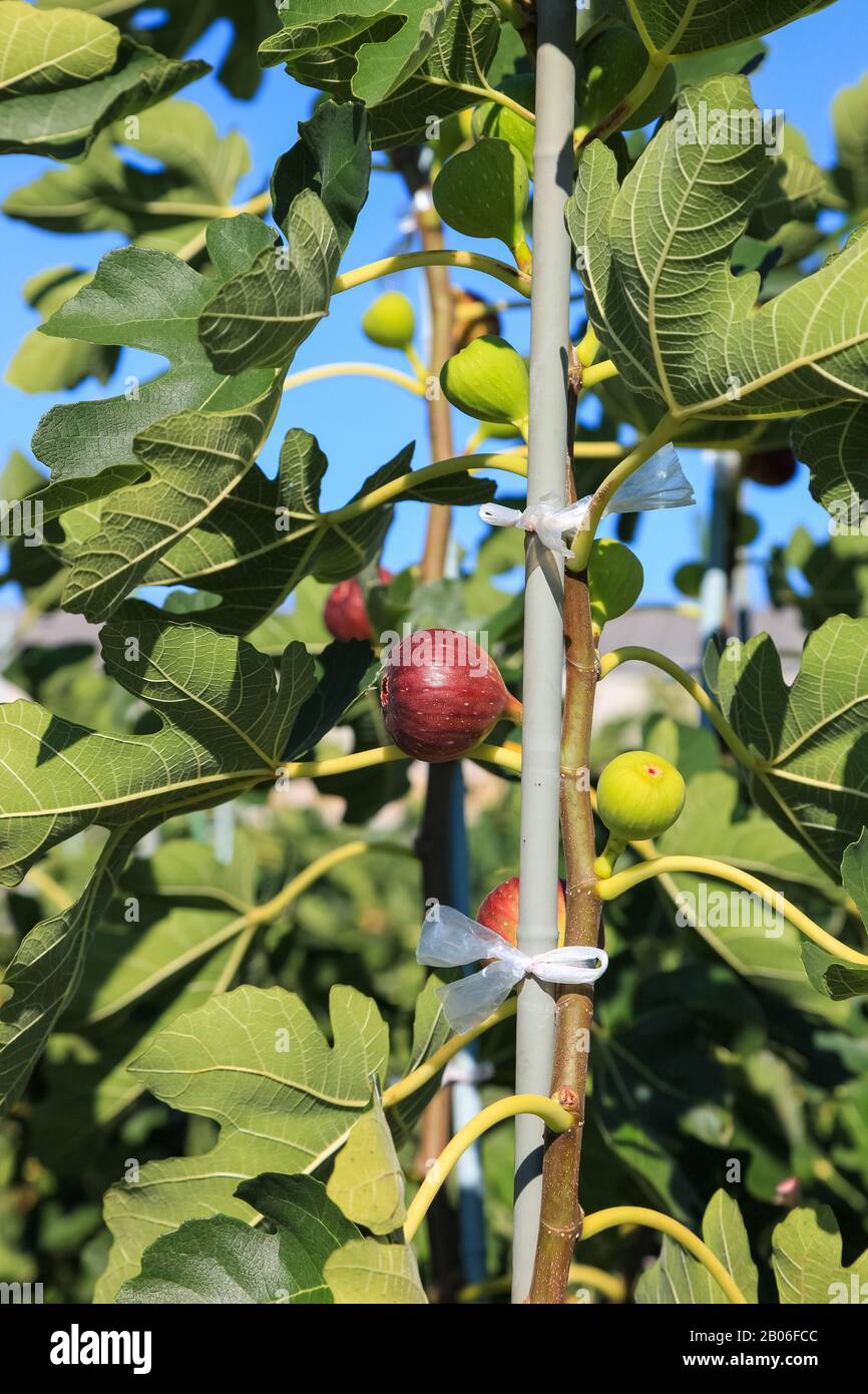 Fresh Green Figs