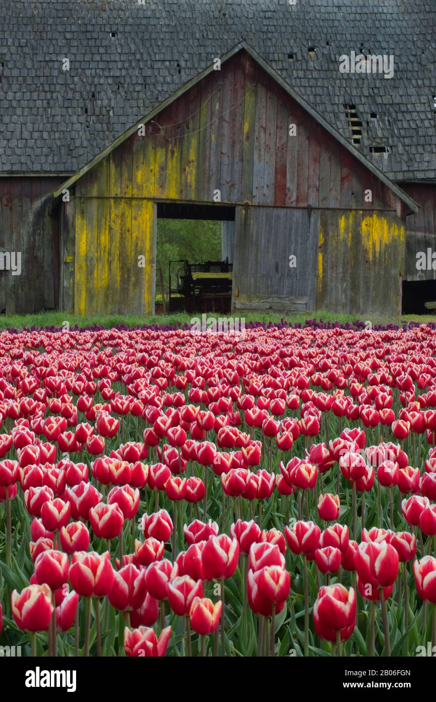 The Barn in the Tulip Field Stock Photo - Alamy