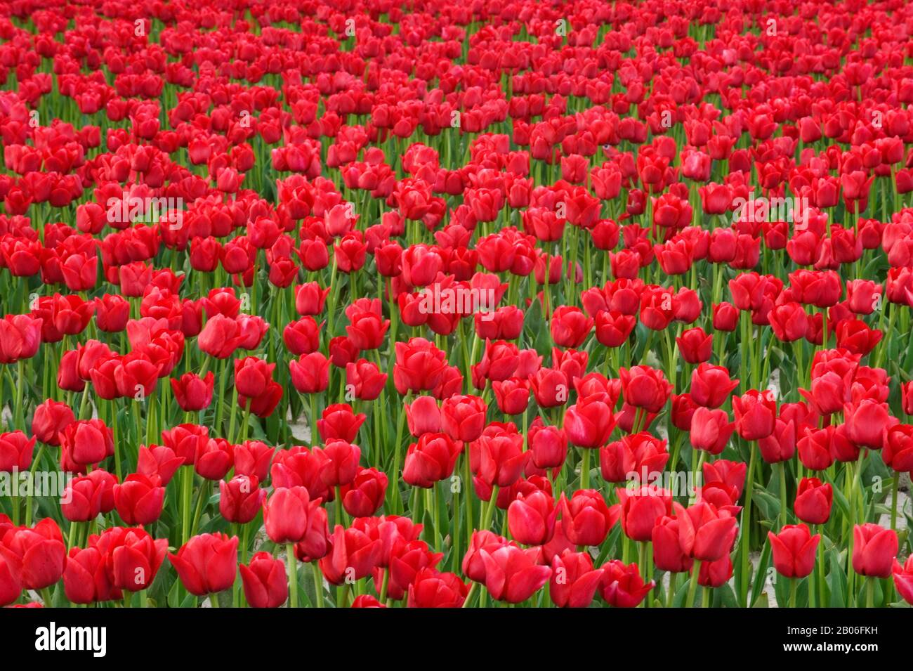USA, WASHINGTON STATE, SKAGIT VALLEY WITH TULIP FIELDS IN SPRING ...