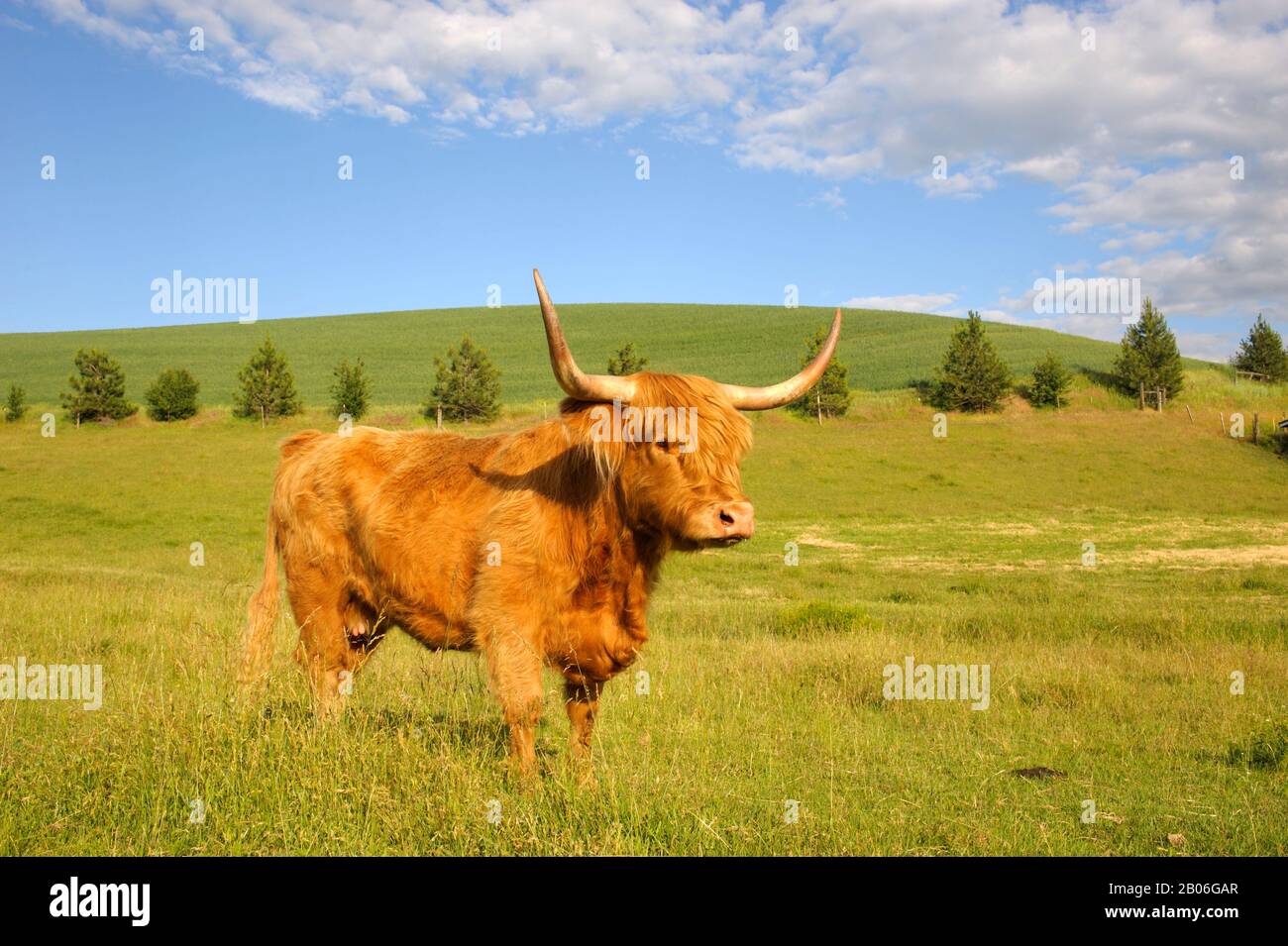 USA, WASHINGTON STATE, PALOUSE COUNTRY NEAR PULLMAN, HIGHLAND CATTLE ...