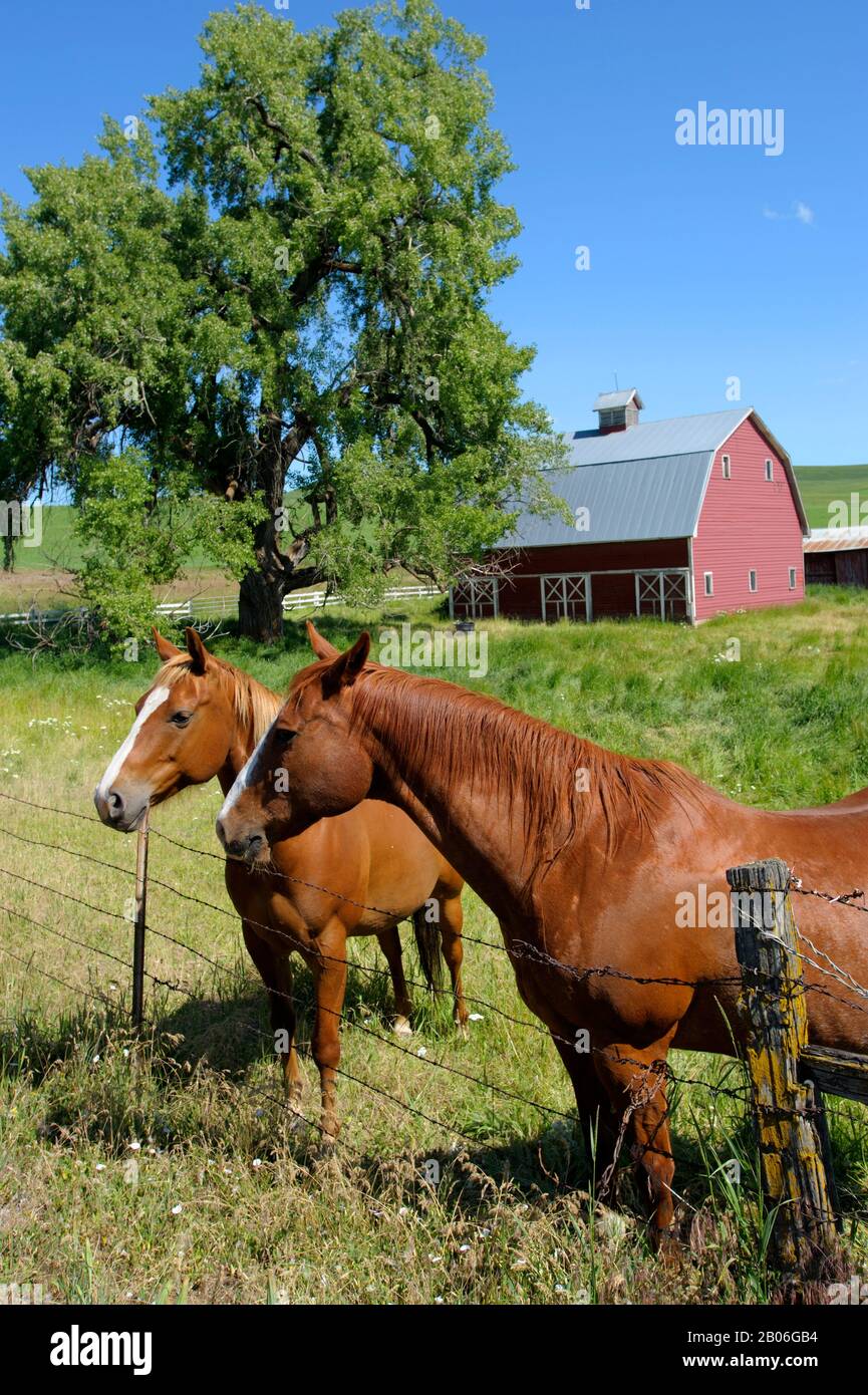 USA, WASHINGTON STATE, PALOUSE COUNTRY NEAR PULLMAN, RED BARN WITH TREE ...