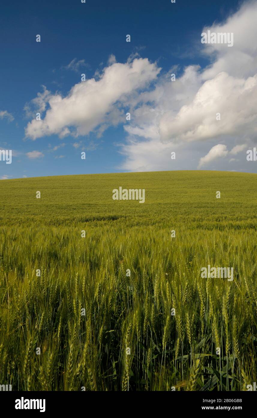 USA, WASHINGTON STATE, PALOUSE COUNTRY NEAR PULLMAN, CLOUDS OVER WHEAT ...