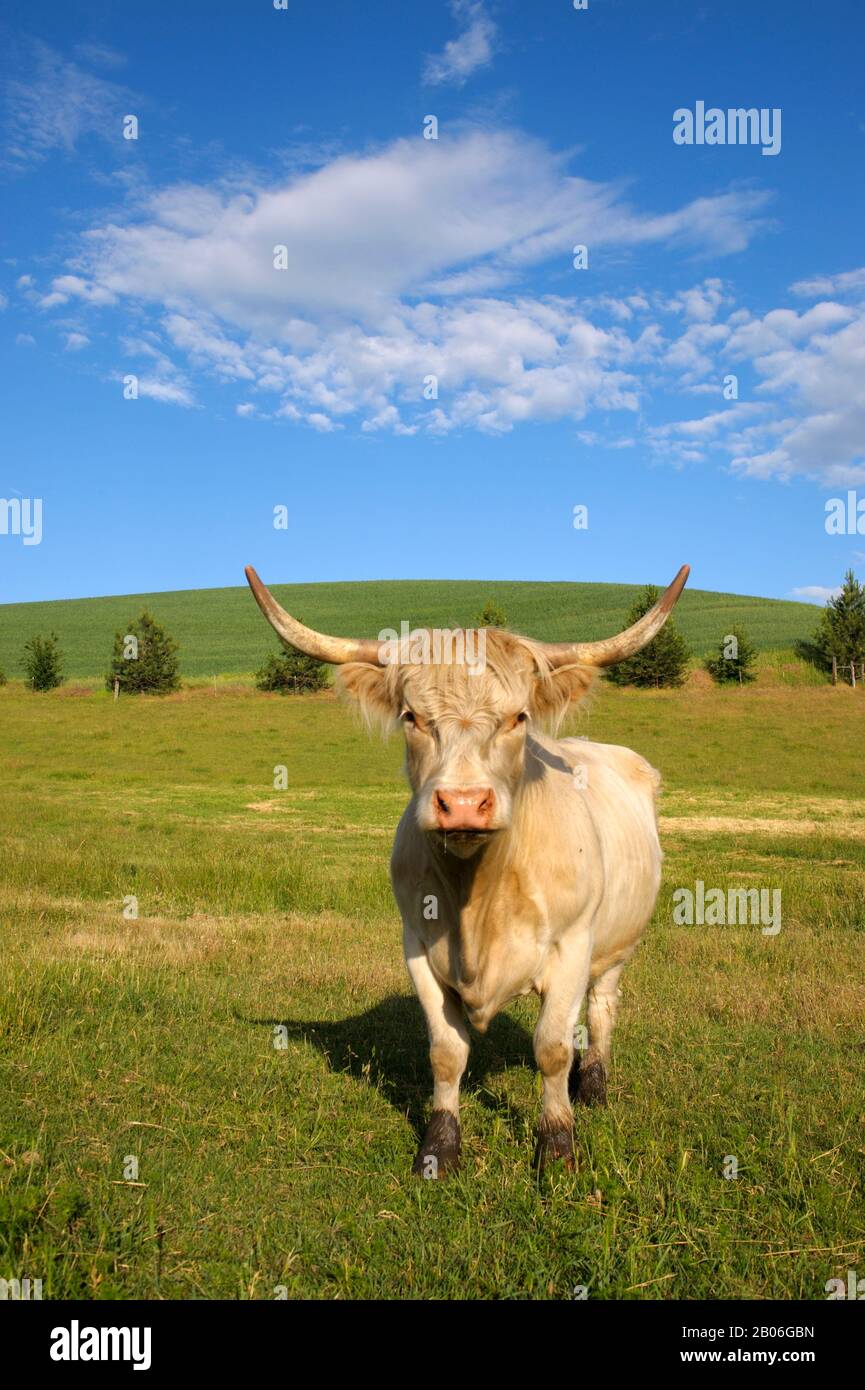 USA, WASHINGTON STATE, PALOUSE COUNTRY NEAR PULLMAN, HIGHLAND CATTLE ...