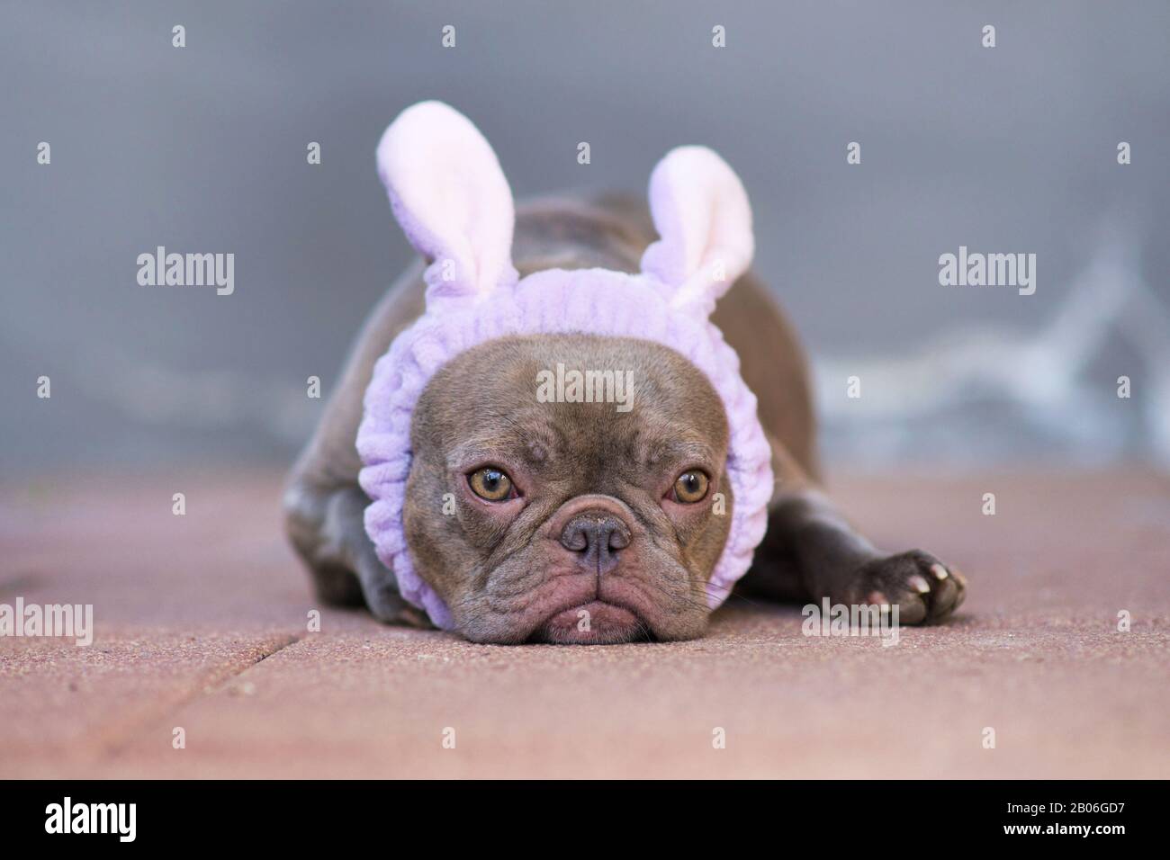 Cute Easter bunny lilac French Bulldog dog dressed up wearing fluffy ...