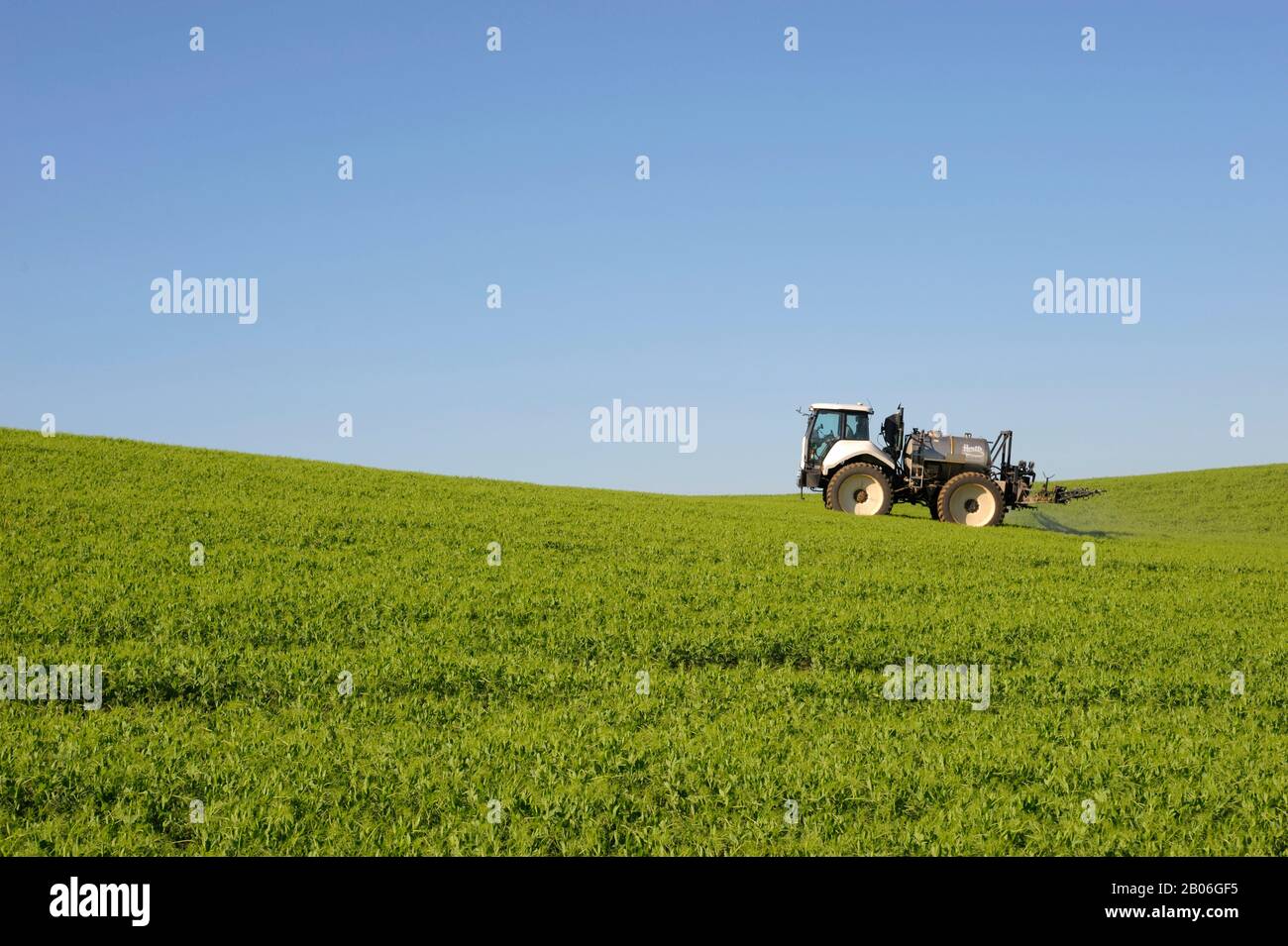 Lentil field hi-res stock photography and images - Alamy