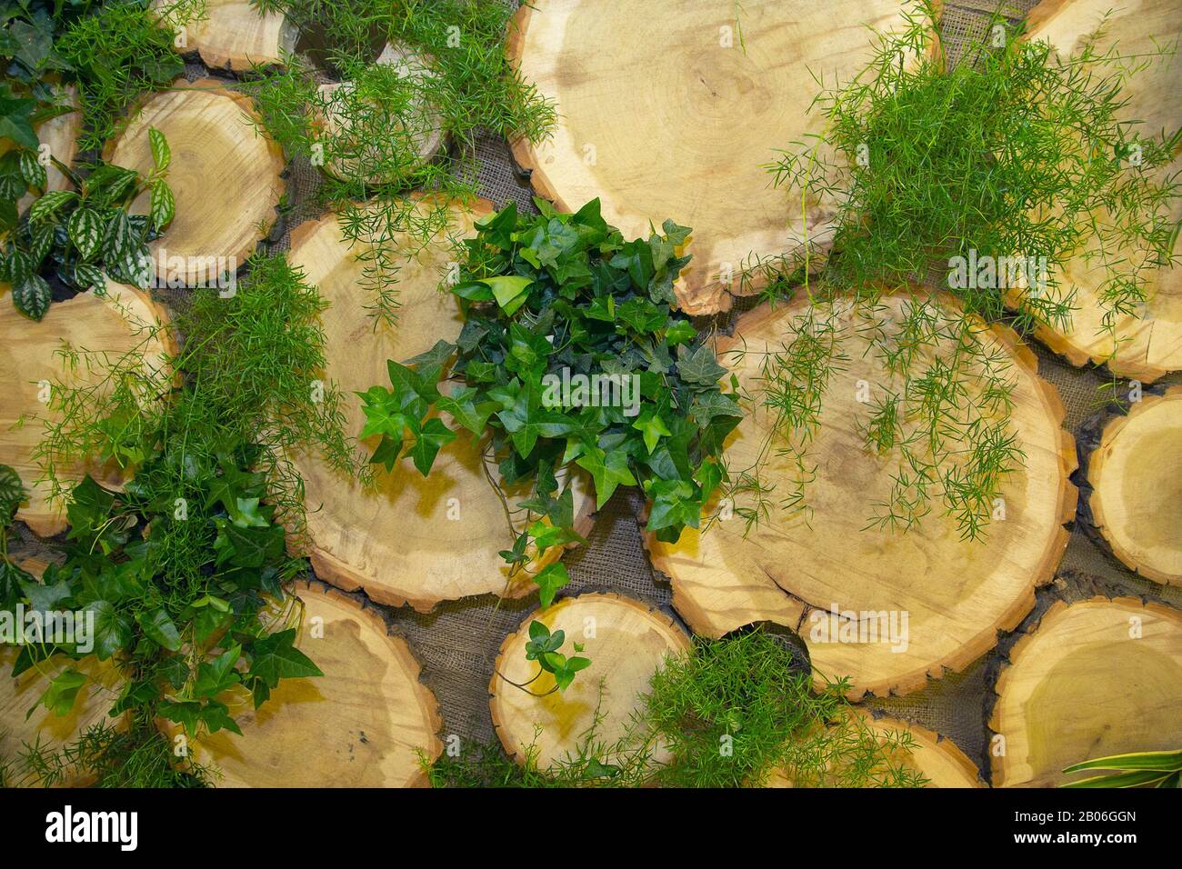 Round stumps and green plants. Backgrounds and textures Stock Photo - Alamy