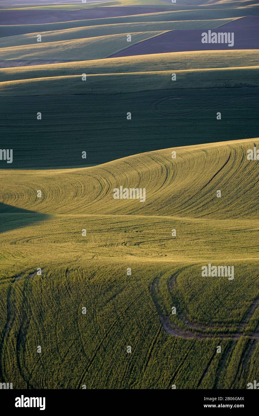 USA, WASHINGTON STATE, PALOUSE COUNTRY NEAR PULLMAN, VIEW OF ROLLING ...