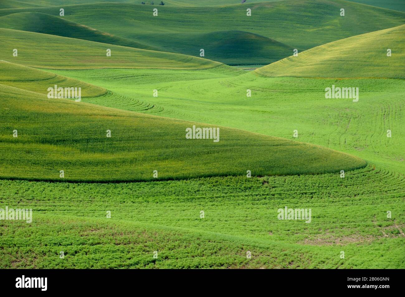 USA, WASHINGTON STATE, PALOUSE COUNTRY NEAR PULLMAN, VIEW OF ROLLING ...