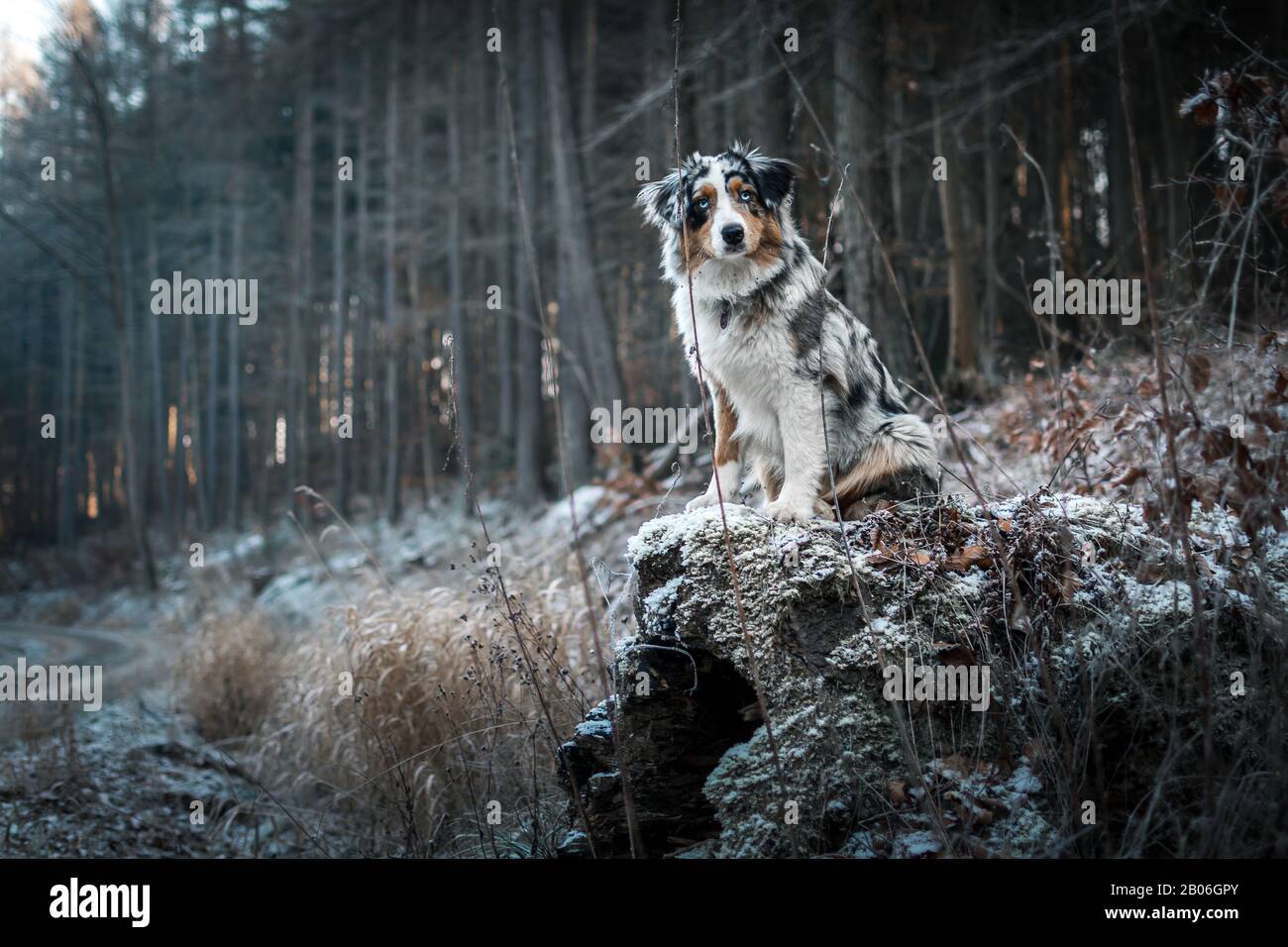 Dog australian shepherd sitting blue merle in nature trail Stock Photo - Alamy