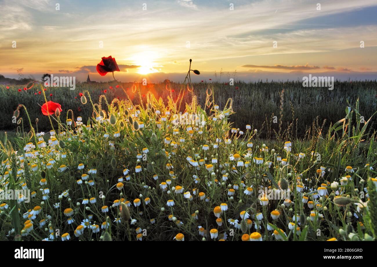 Beautiful red poppies sunset hi-res stock photography and images - Alamy