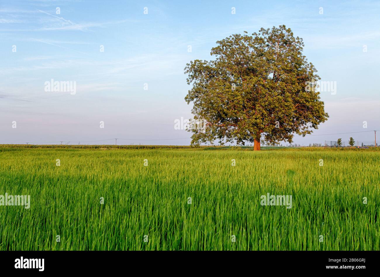Tree on field, meadow Stock Photo - Alamy