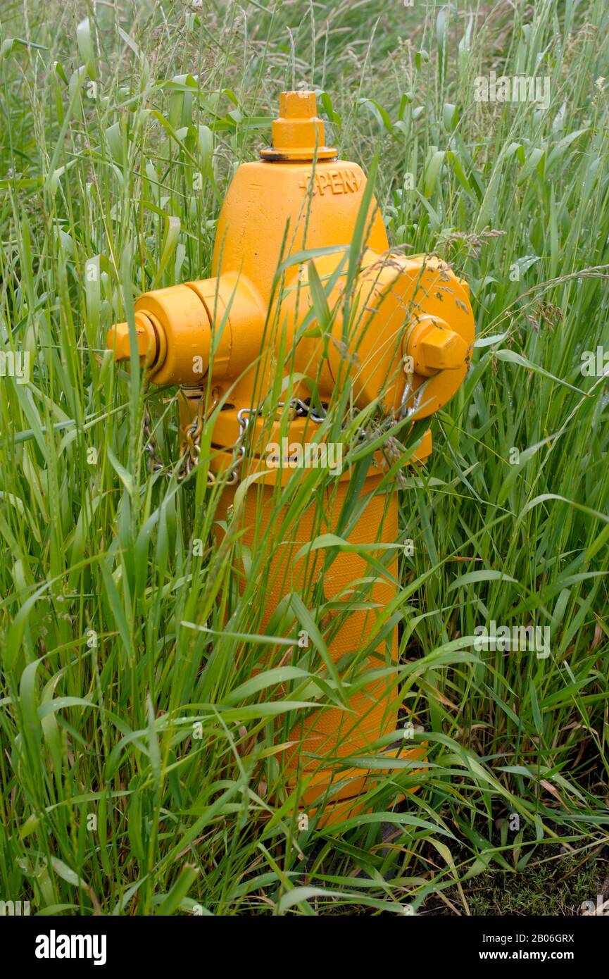 USA, WASHINGTON STATE, PALOUSE COUNTRY NEAR PULLMAN, UNIONTOWN, YELLOW ...
