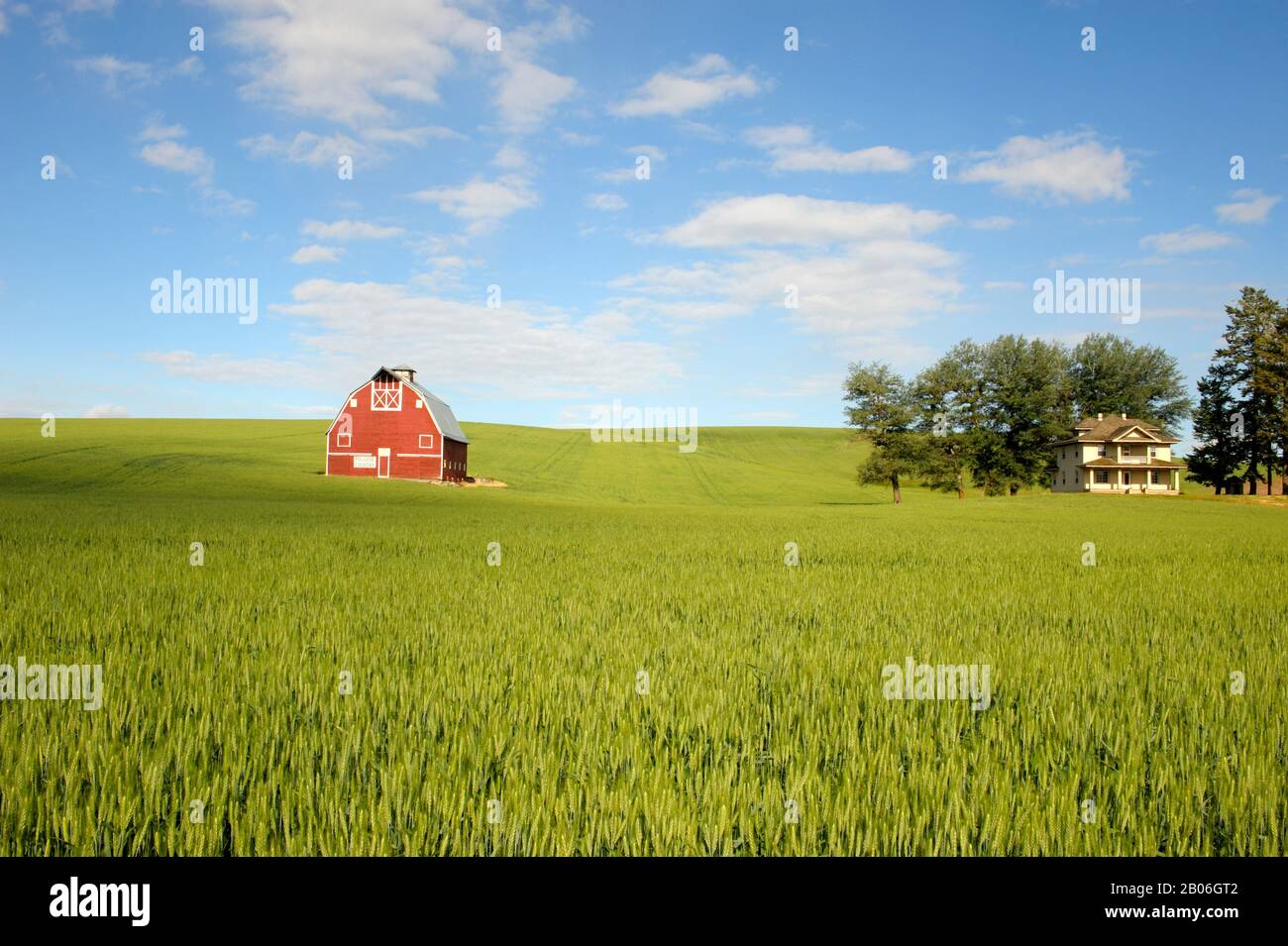 USA, WASHINGTON STATE, PALOUSE COUNTRY NEAR PULLMAN, RED BARN IN WHEAT ...