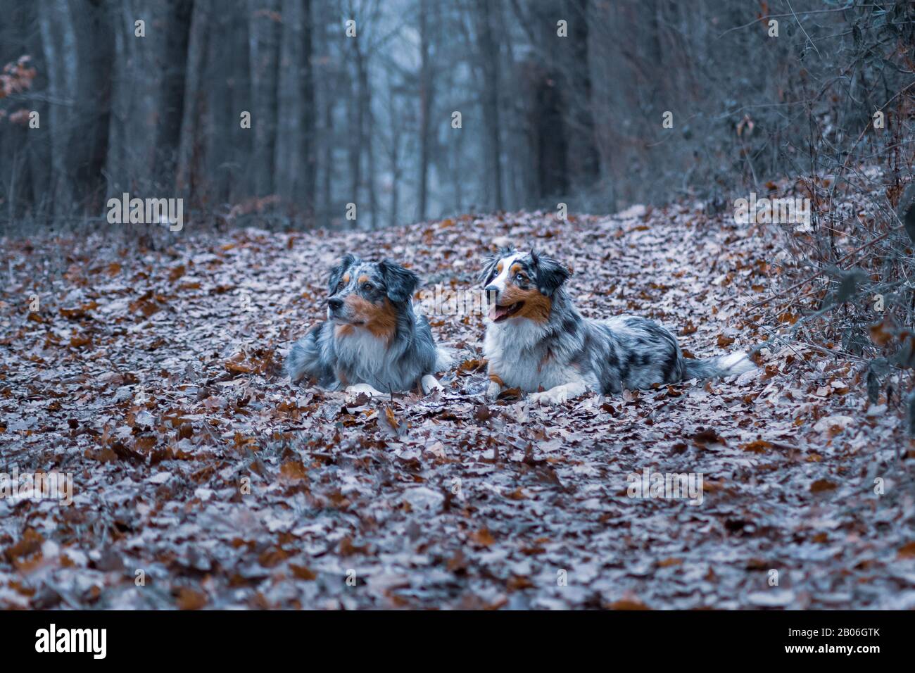 two dogs australian shepherd sitting blue merle in nature trail Stock ...