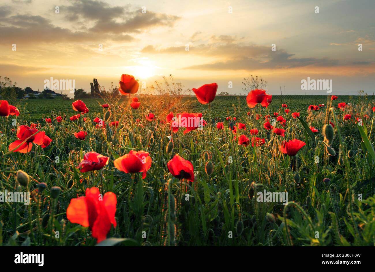 Beautiful red poppies sunset hi-res stock photography and images - Alamy