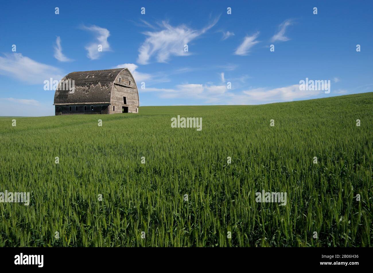 USA, WASHINGTON STATE, PALOUSE COUNTRY NEAR PULLMAN, OLD BARN IN WHEAT ...