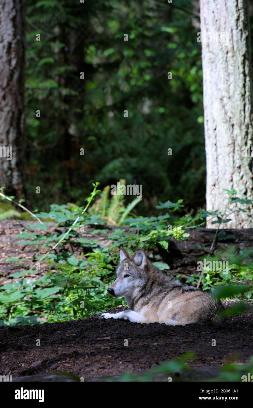 Grey wolf northwest trek wildlife hi-res stock photography and images ...