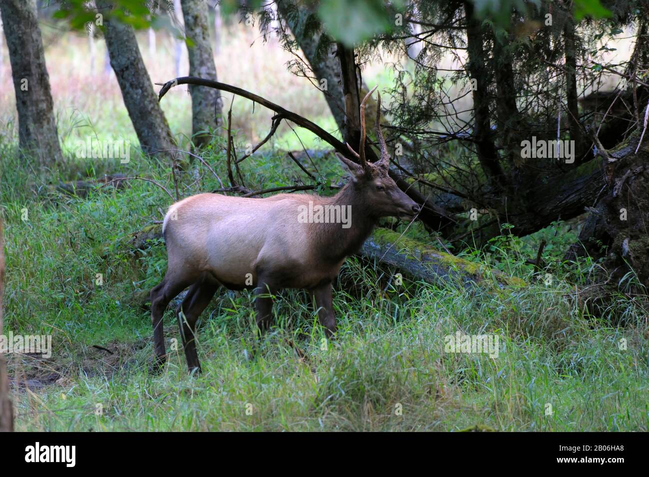 USA, WASHINGTON STATE, NORTHWEST TREK WILDLIFE PARK, YOUNG ELK MALE ...