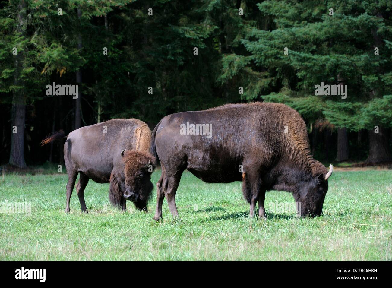 USA, WASHINGTON STATE, NORTHWEST TREK WILDLIFE PARK, BISON GRAZING ...