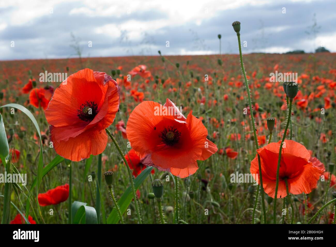 Poppy Fields In The English Countryside England UK Stock Photo - Alamy